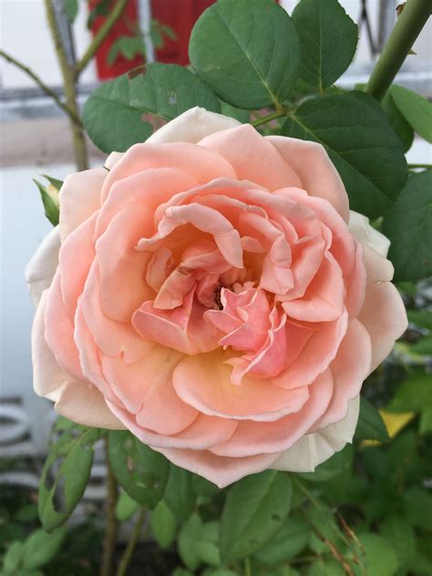 Evelyn Rose Rose Flowers Plants