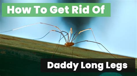 How To Get Rid Of Daddy Long Legs Identify Remove And Prevent