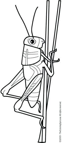 Grasshopper Drawing Outline At Explore Collection Grasshopper Drawing Outline At Explore Collection