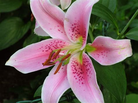 Dscf0465 David W Cornett Flickr