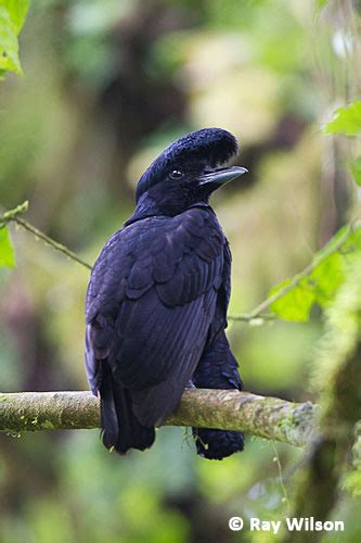 Ecuador Buenaventura