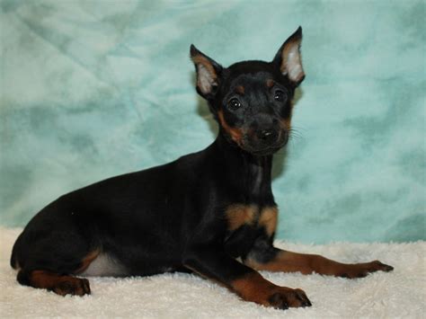 Miniature Pinscher Dog Female Black Tan 3608685 Petland Rome