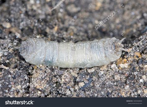 198 Crane Fly Larvae Royalty Free Photos And Stock Images Shutterstock