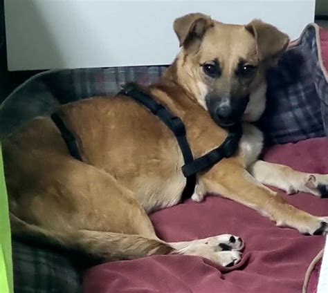 Tasso Suche In 32105 Bad Salzuflen Wilma