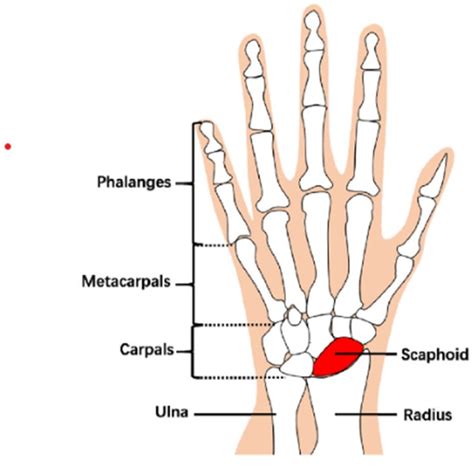 Scaphoid Bone Physiotherapy Bones Muscle