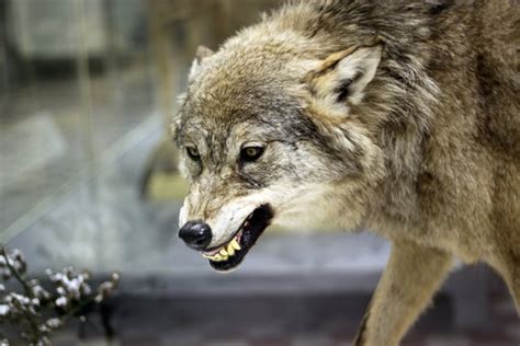 Wolf Snarling Front View Wolf Snarling Front View