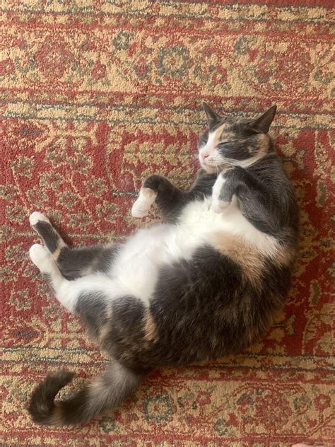 Her Favorite Way To Sleep R Curledfeetsies