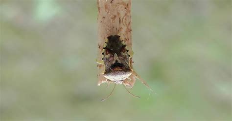 So I Found A Demon Mask Insect [elasmucha Grisea] Imgur