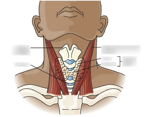 Thyroid Labeling Diagram Quizlet