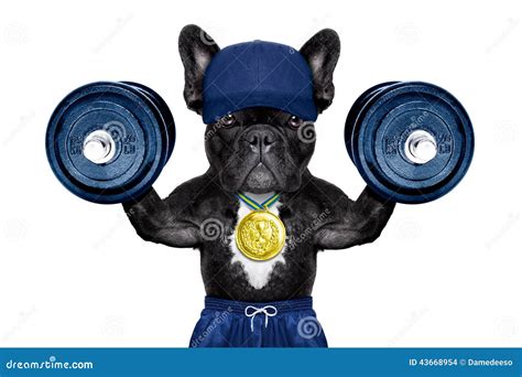 Active sport dog stock photo. Image of funny, sport, dumbbell - 43668954