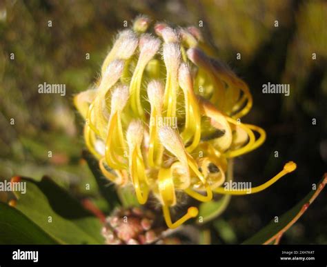 Wartstem Pincushion Leucospermum Cuneiforme Kouga Wildernis In The