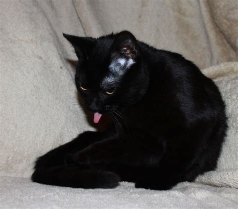 Sofia Poking Her Tongue To The Camera