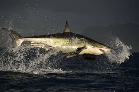 Incredible Footage Of A Great White Shark Breaching Off California