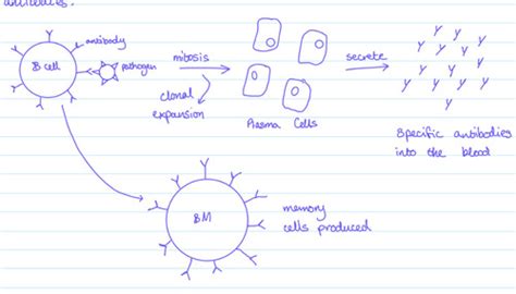 Immune Response Flashcards Quizlet Immune Response Flashcards Quizlet