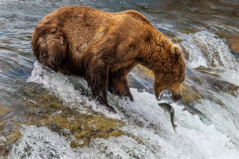 דוב גריזלי צד דג סולומון באלסקה מיקי שפיצר