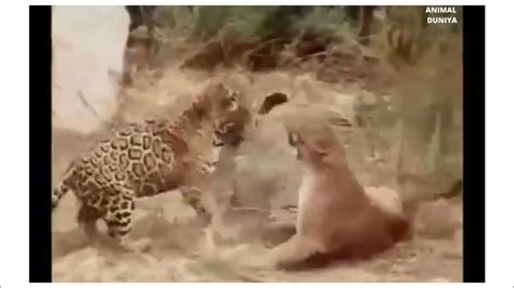Jaguar Fight With Puma Youtube
