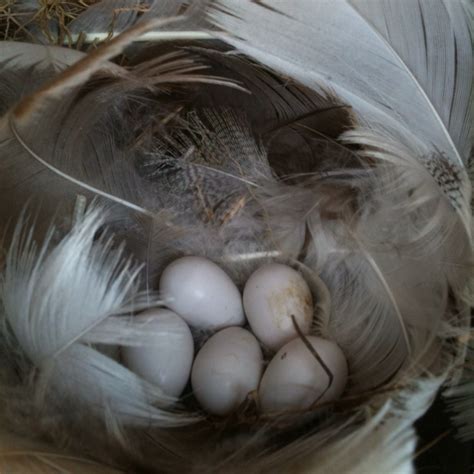 Beautiful Tree Swallow Nest And Eggs