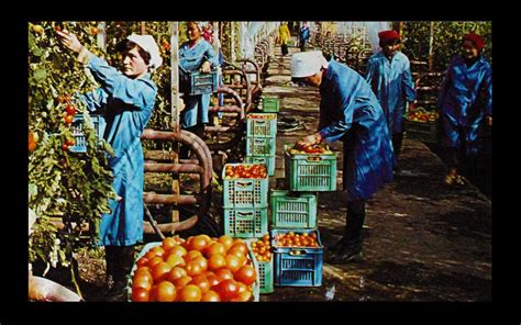 Хүлэмжээс ургац хурааж буй [Түүхэн] | Ном дээрх тайлбар: Шил… | Flickr