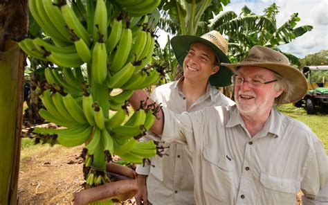 Worlds First Genetically Modified Banana Approved In Australia Rnz