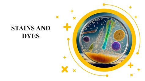 Staining Pptx Staining Is A Technique Used To Pptx