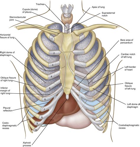 Surface Anatomy And Surface Landmarks For Thoracic Surgery Part Ii