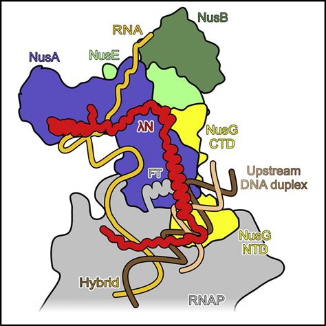 Structural Basis For The Action Of An All Purpose Transcription Anti