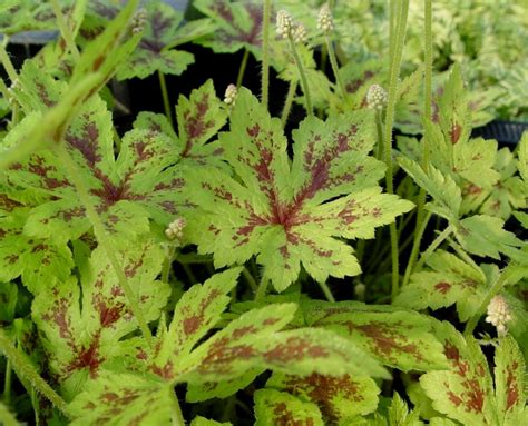 Tiarella Cordifolia Running Tiger Denis Plants
