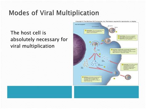 Ppt Virology Powerpoint Presentation Free Download Id 3000339