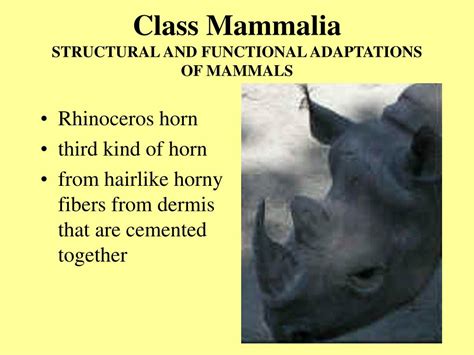 Class Mammalia Examples