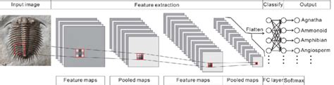 Schematic Of A Convolutional Neural Network Modified From Krizhevsky Download Scientific