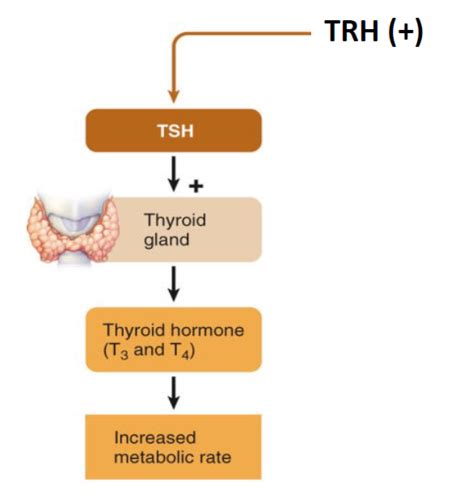 Thyroid And Anti Thyroid Flashcards Quizlet
