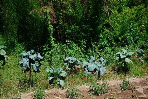Tree Collards How To Grow And Use Them Shade Plants Horticulture