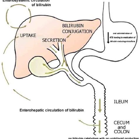 Intestinal Metabolism Of Bilirubin In Adults Under Physiologic