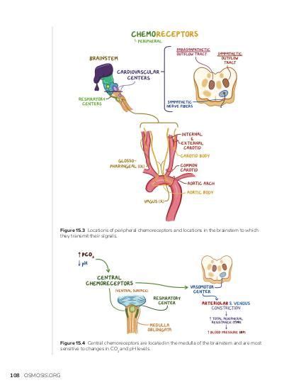Central Chemoreceptors