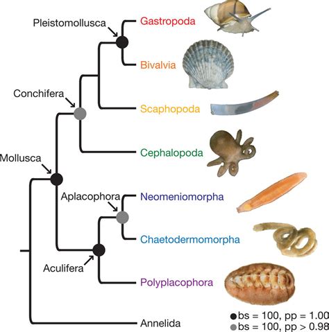 Palaeoblog Reconstructing The Evolutionary History Of Mollusks