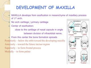 Development Anatomy And Applied Anatomy Of Maxilla Pptx