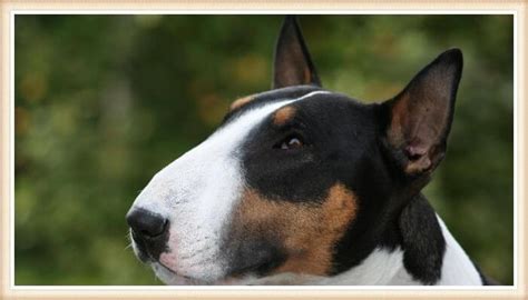 Tri Color Bull Terrier