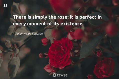 Rose Quotes