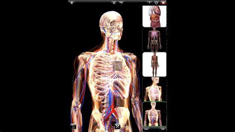 Zygote 3d Anatomy Zygote Body Zygotebody X