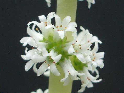 Guest Column Crassula Barbata Enjoysucculents