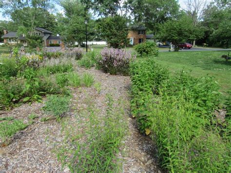 Invasive Plants In Maryland Cape Conservation Corps