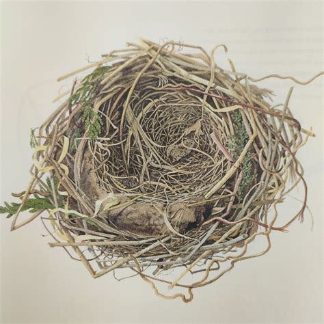 Birding Nesting Season — Alfie Sutcliffe Tree Care