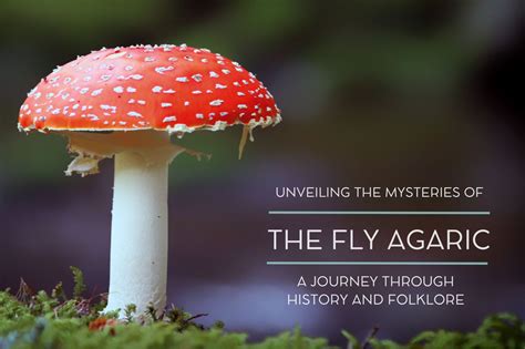 Unveiling The Mysteries Of The Fly Agaric Mushroom A Journey Through