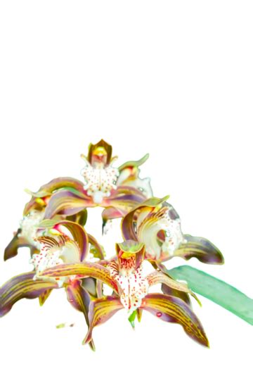 Passion Flowers Beautiful Genus Of Tendrilbearing Vines And Shrubs
