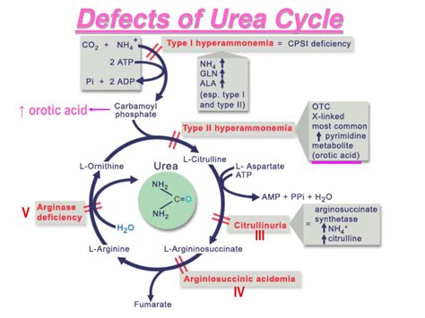 Ppt 3 Urea Cycle Powerpoint Presentation Free Download Id1285362