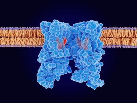 Experiments Reveal Chilli Sensitive Molecular Structure Fluctuation
