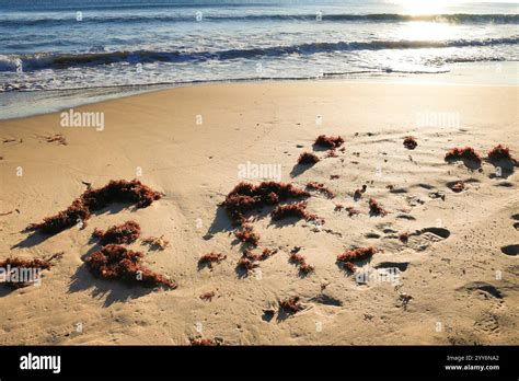 Algae Remains On The Shore Under The Sun In Arenales Del Sol Beach