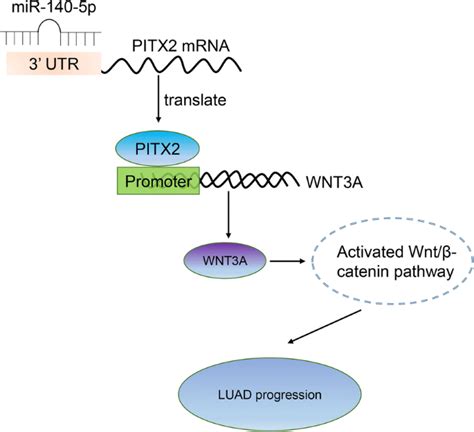 Pitx2 Enhances Progression Of Lung Adenocarcinoma By Transcriptionally Regulating Wnt3a And