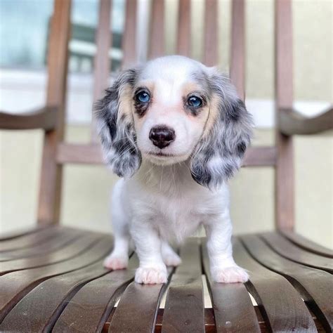 Miniature Dachshund Puppies White
