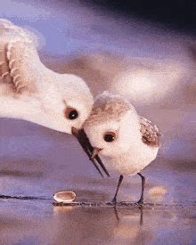 Cute Bird 